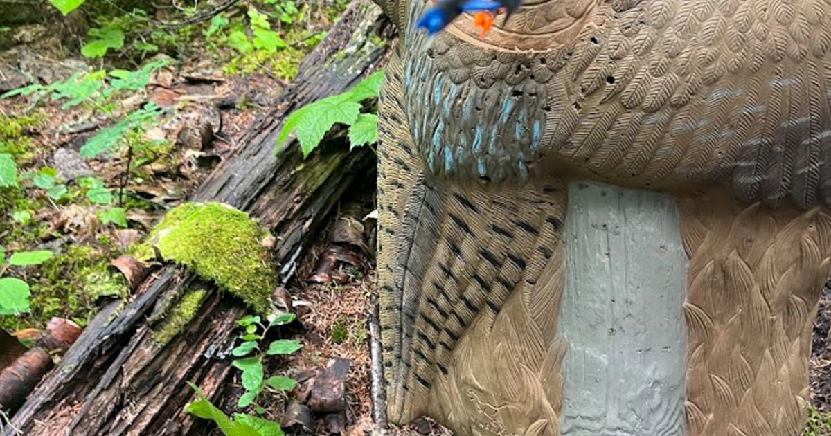 BC Archery - BC 3D Team